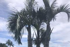 Elegant Landscape Design. Exceptional Service. - Tropical Landscaping